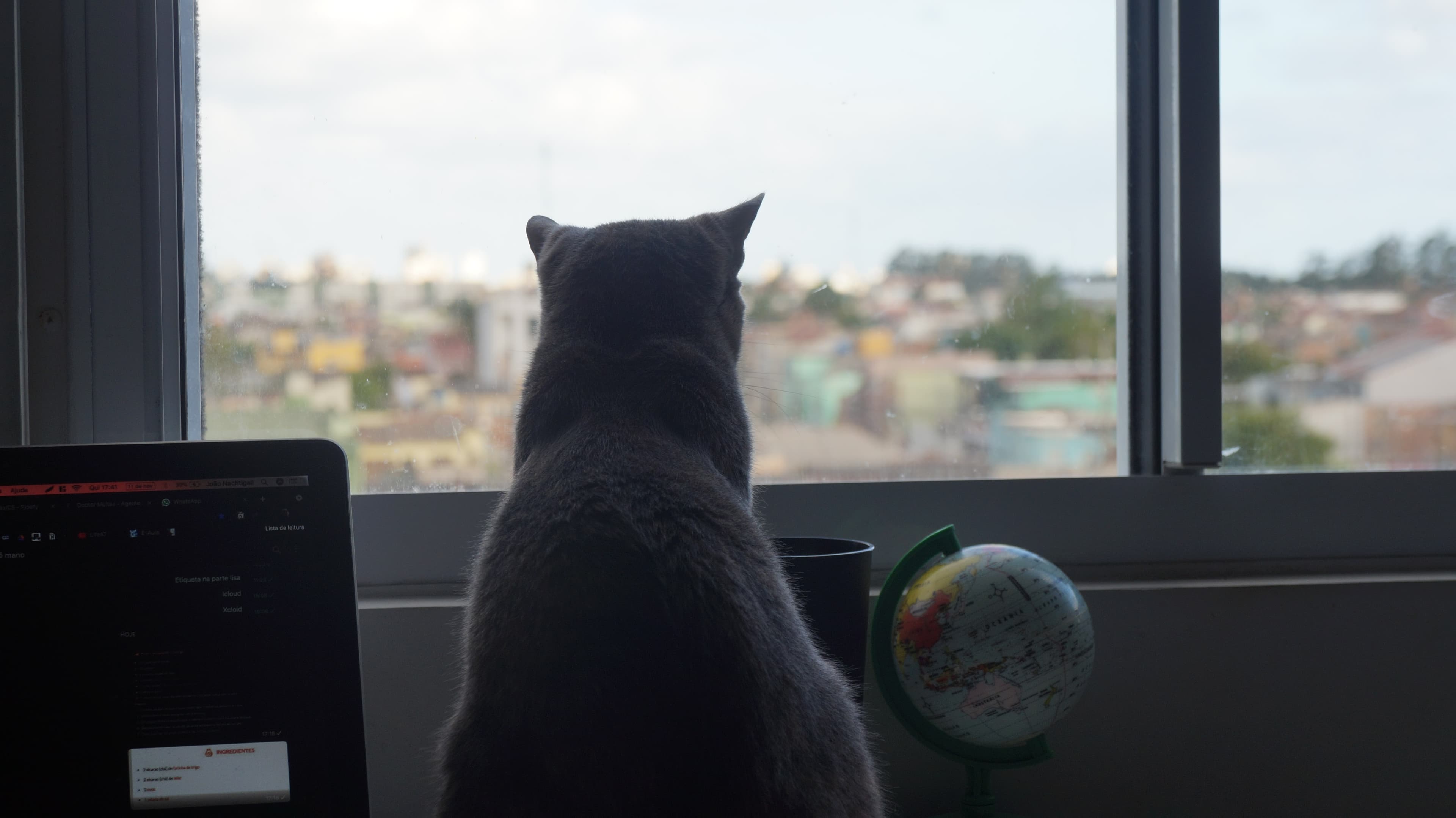 How Many Cats Are In The World Exploring The Feline Population how-many-cats-are-in-the-world-exploring-the-feline-population